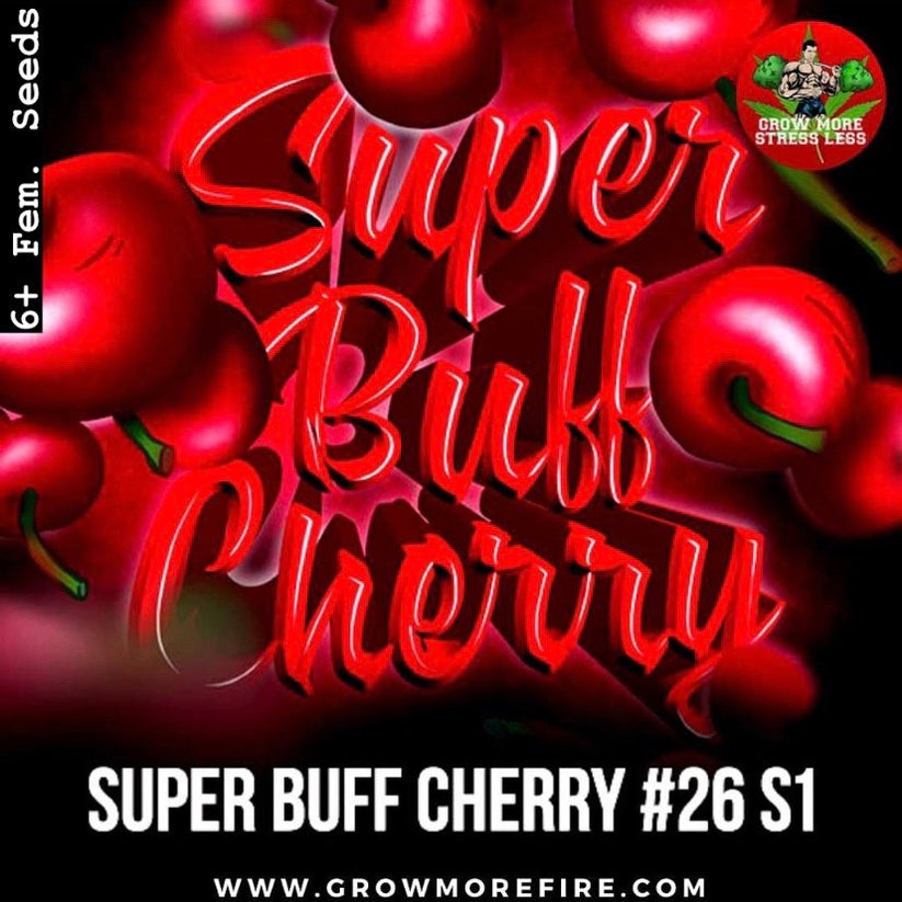 Super Buff Cherry #26 S1 🚺 – Seed Vault